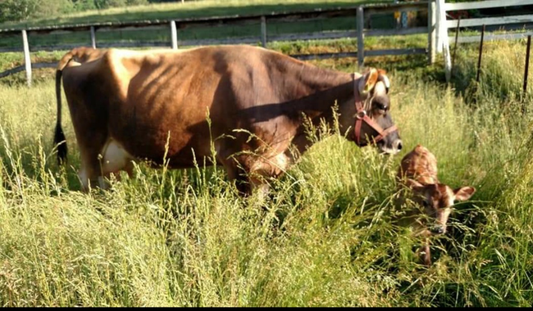 On the Farm – Zebulon Heritage Farm